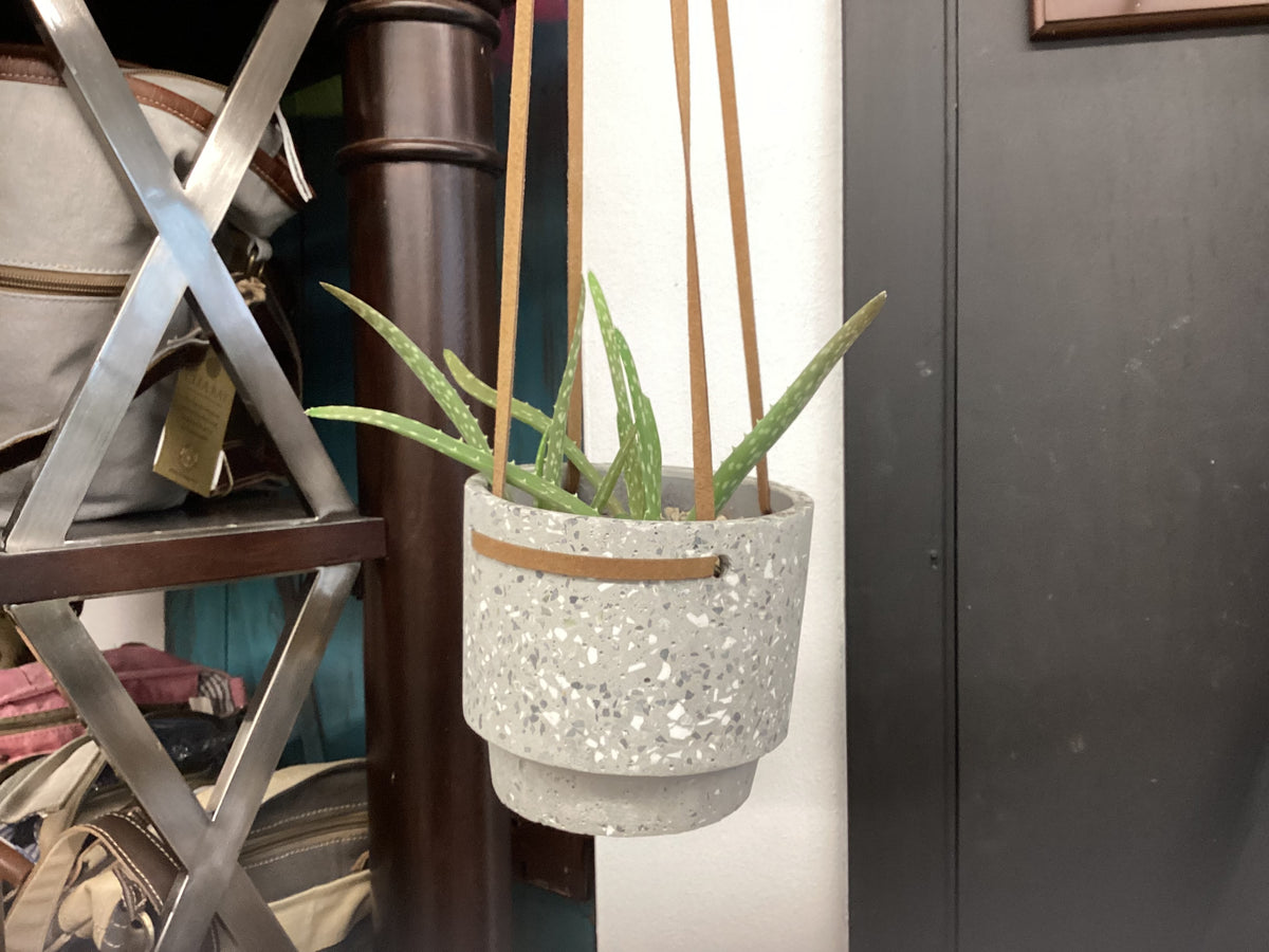 Hanging Aloe Plant – Rustic Rehabs
